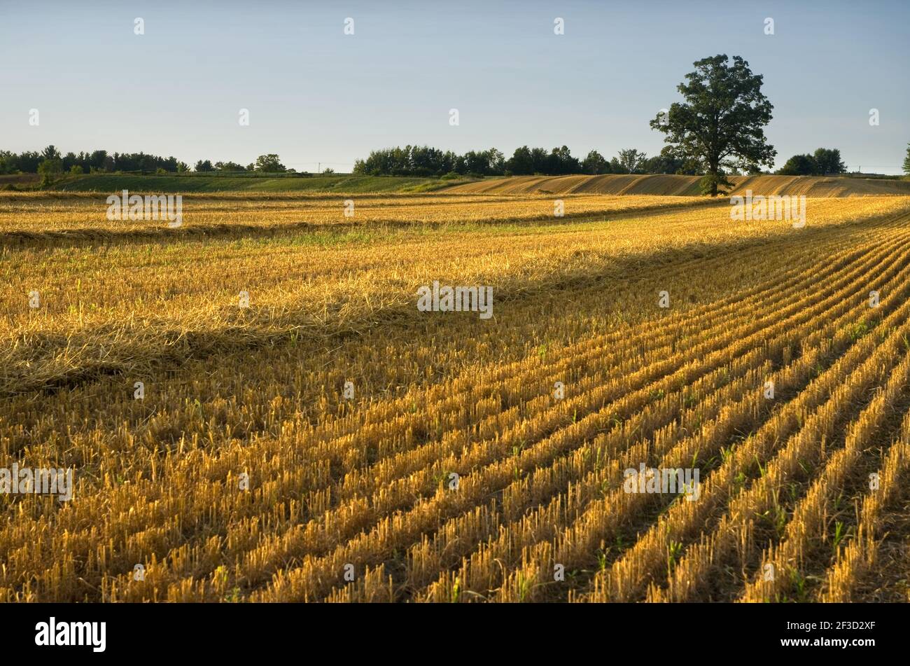 Freshly Cut Field of Yellow Straw with Beautiful Tree Horizontal Stock ...