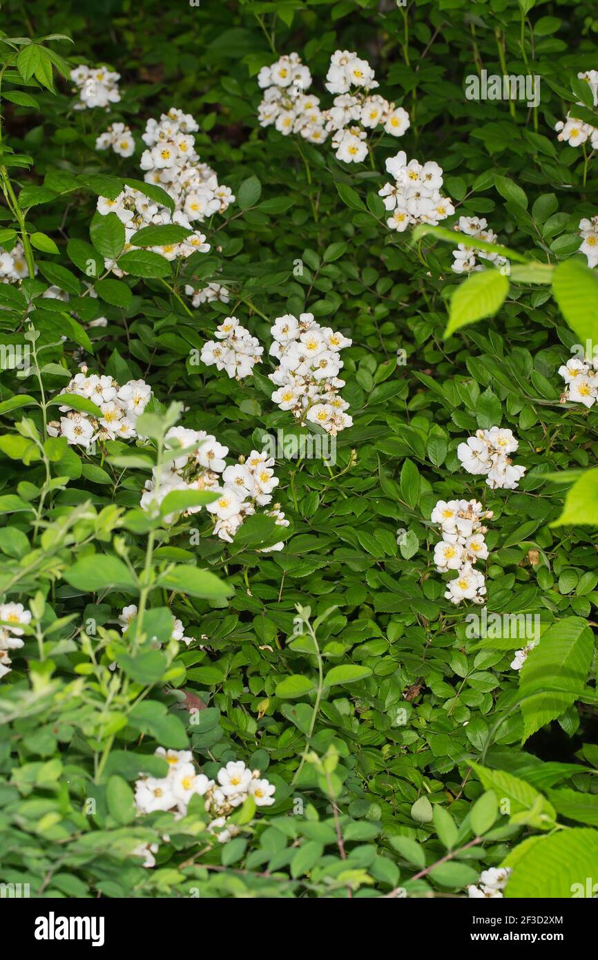 Rosa Multiflora Flower High Resolution Stock Photography and Images - Alamy