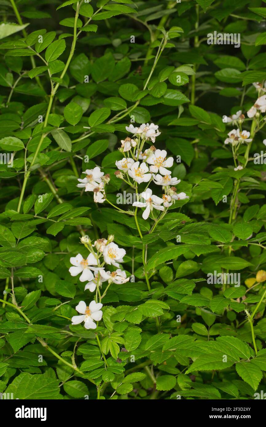 Rose Multiflora High Resolution Stock Photography and Images - Alamy