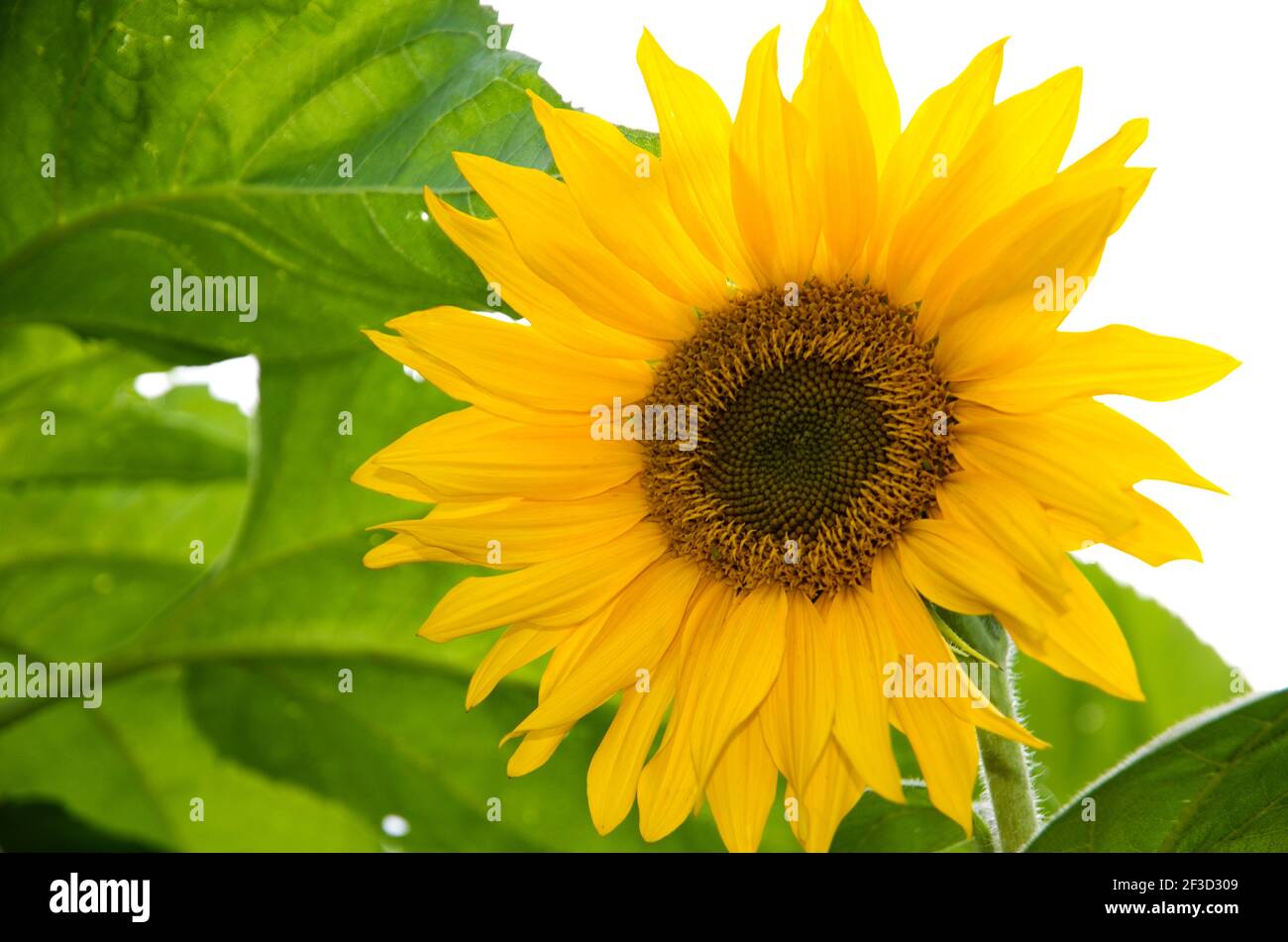 Beautiful Close-up of a large Yellow Sunflower Horizontal Stock Photo ...