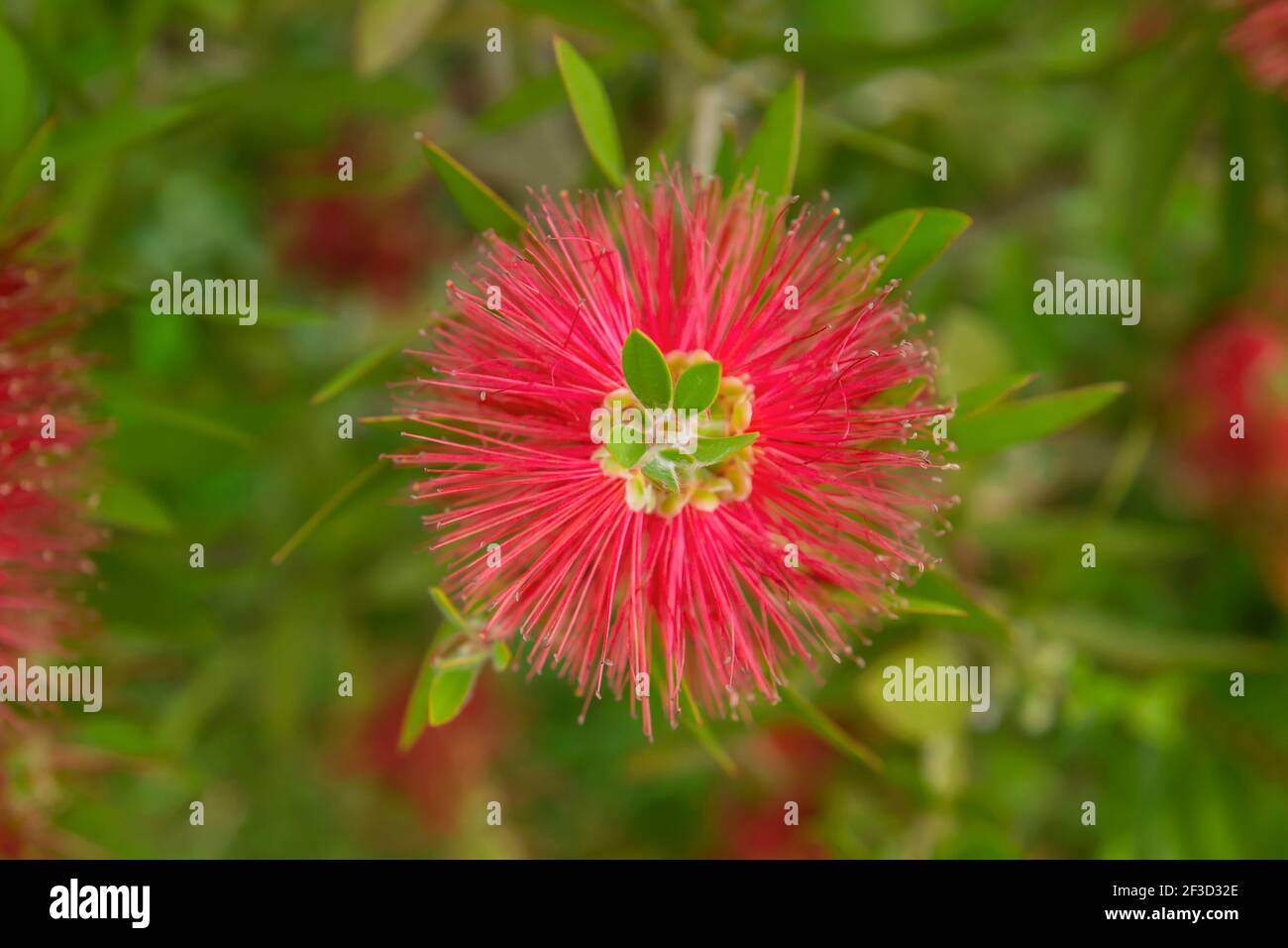 Detail of red mimosa flowers blooming in spring Stock Photo - Alamy