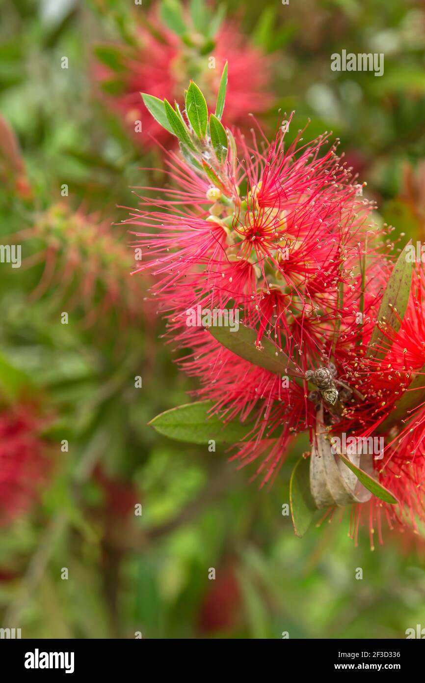 Red Acacia Flower
