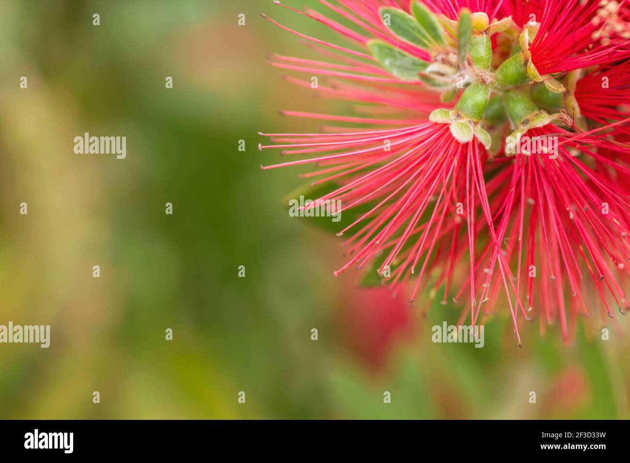 Mimosa pudica seeds hi-res stock photography and images - Alamy