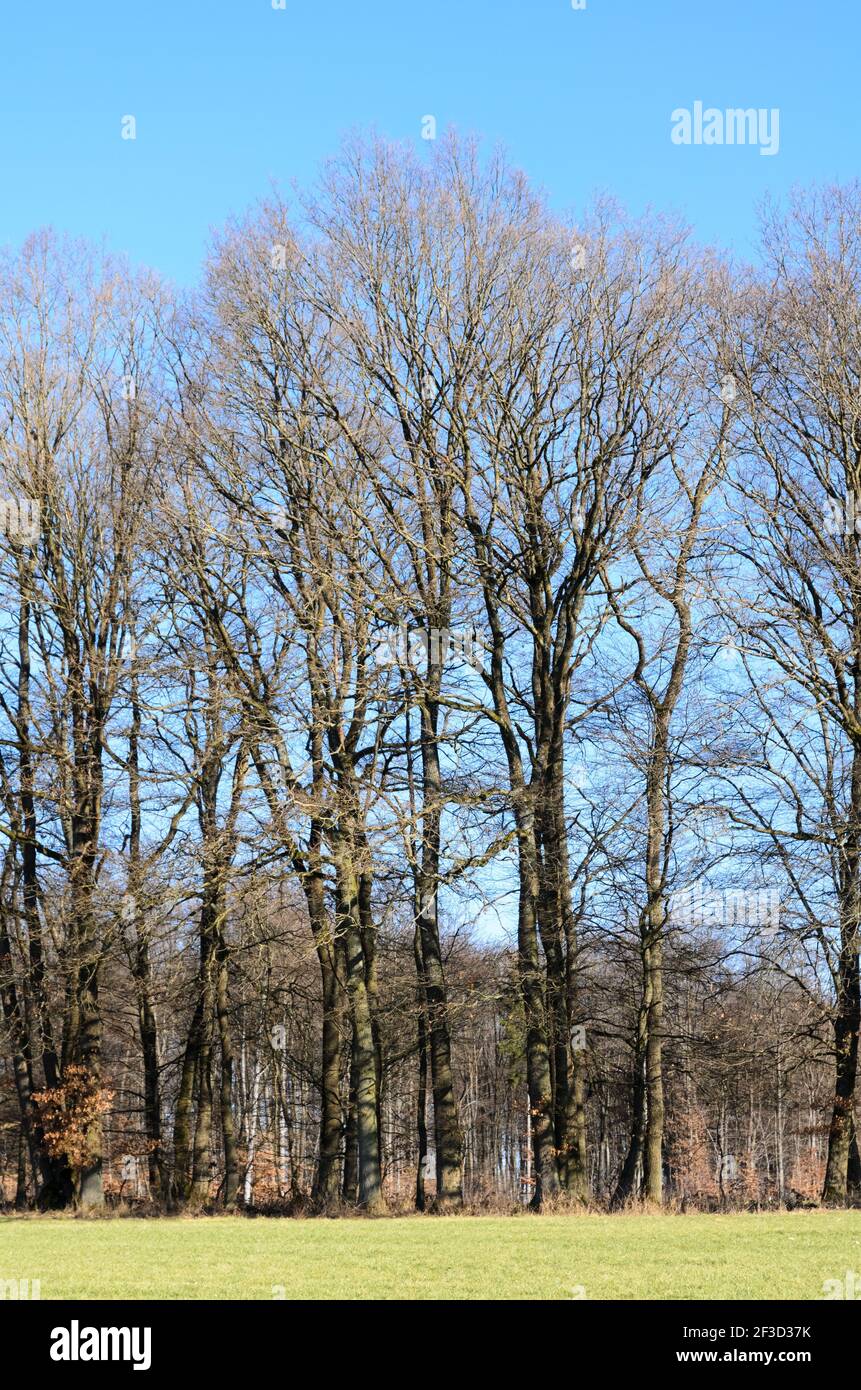 Forest scene and landscape in the rural countryside with trees and blue ...