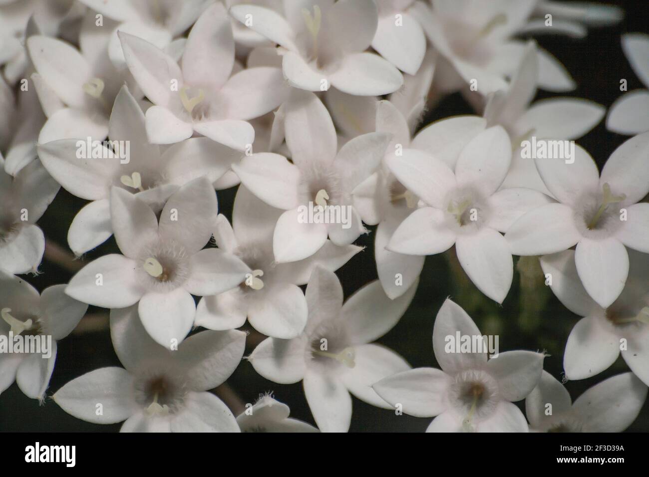 Pentas lanceolata hi-res stock photography and images - Alamy