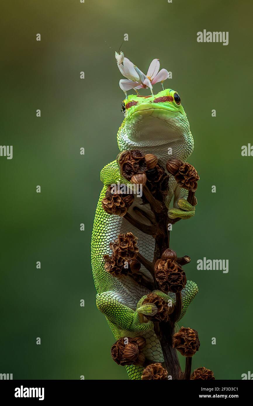 The two sat calmly together until the mantis flew away. BEKSAI ...