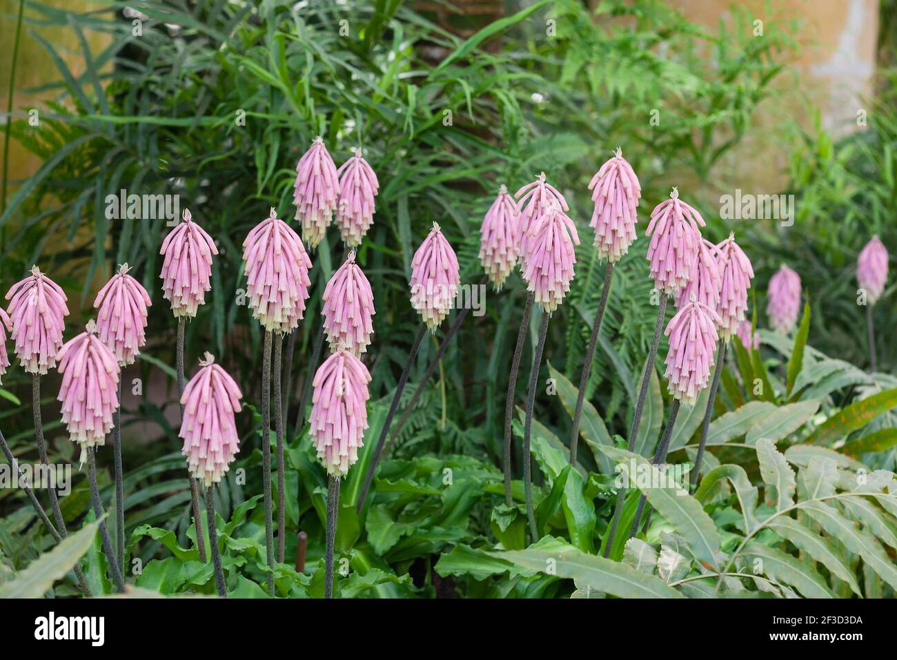 Kniphofia or torch lily pink flowers Stock Photo - Alamy