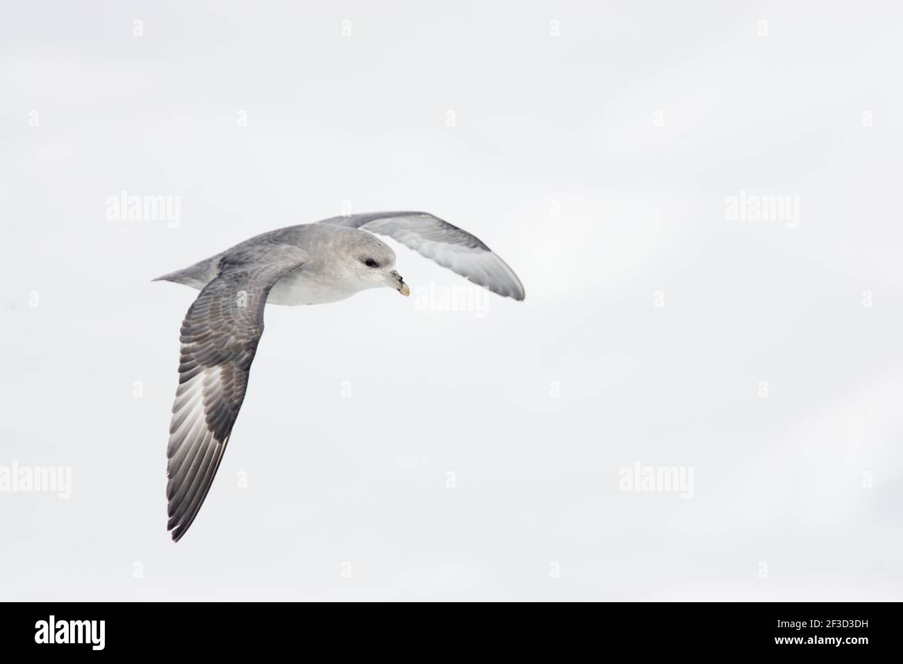 Dark morph hi-res stock photography and images - Alamy