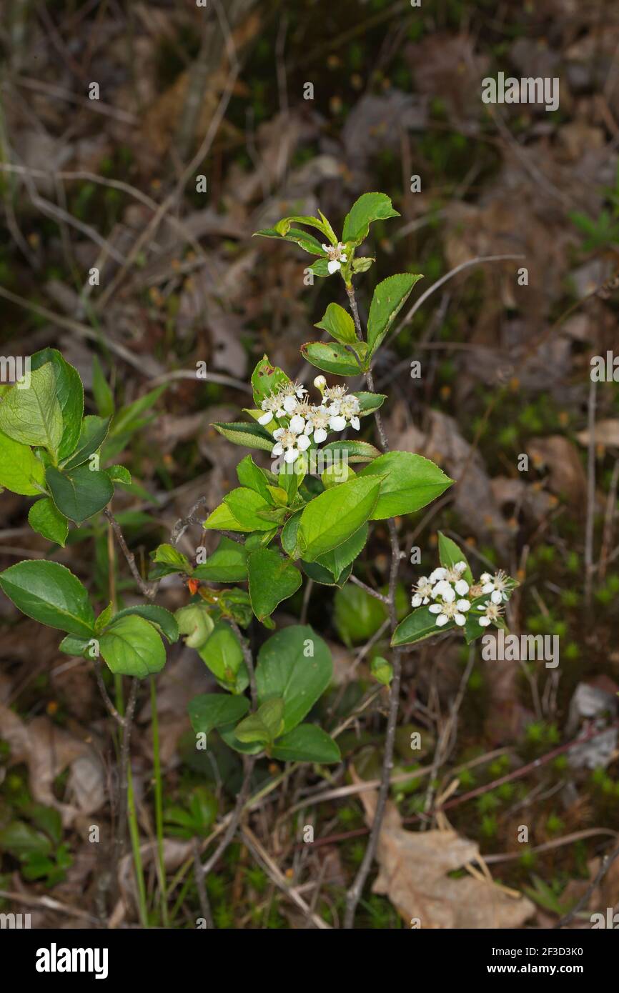 Sand Cherry High Resolution Stock Photography and Images - Alamy