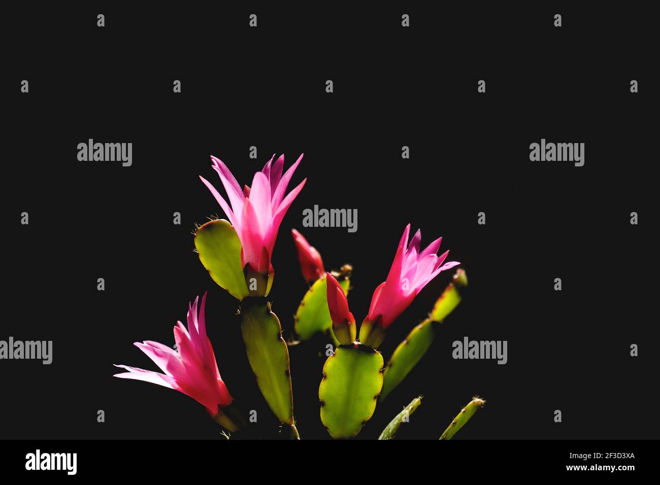 Rose cactus hi-res stock photography and images - Alamy