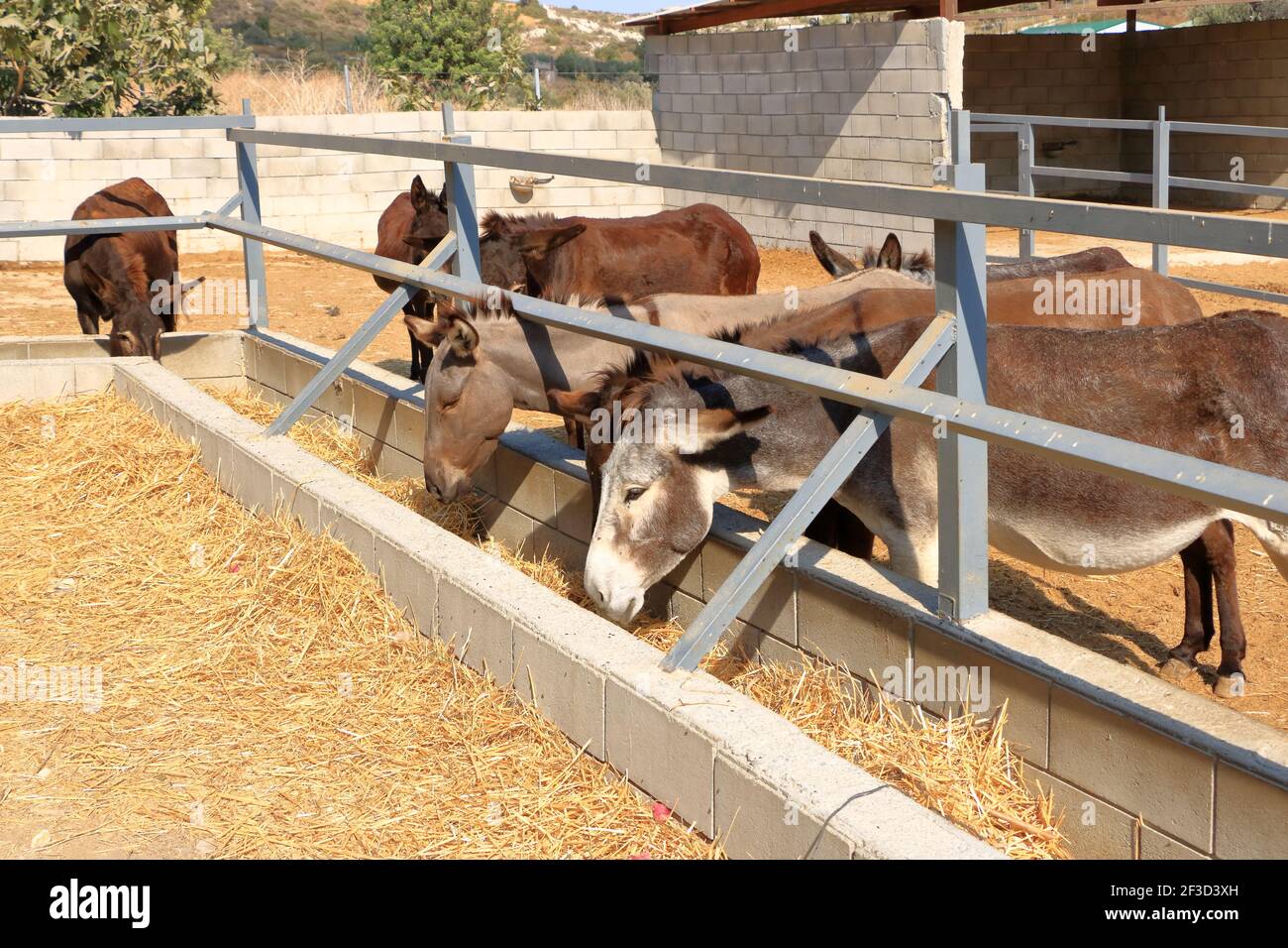 Donkeys on the donkey farm Stock Photo - Alamy