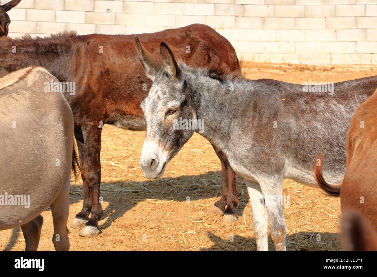 Donkeys on the donkey farm Stock Photo - Alamy