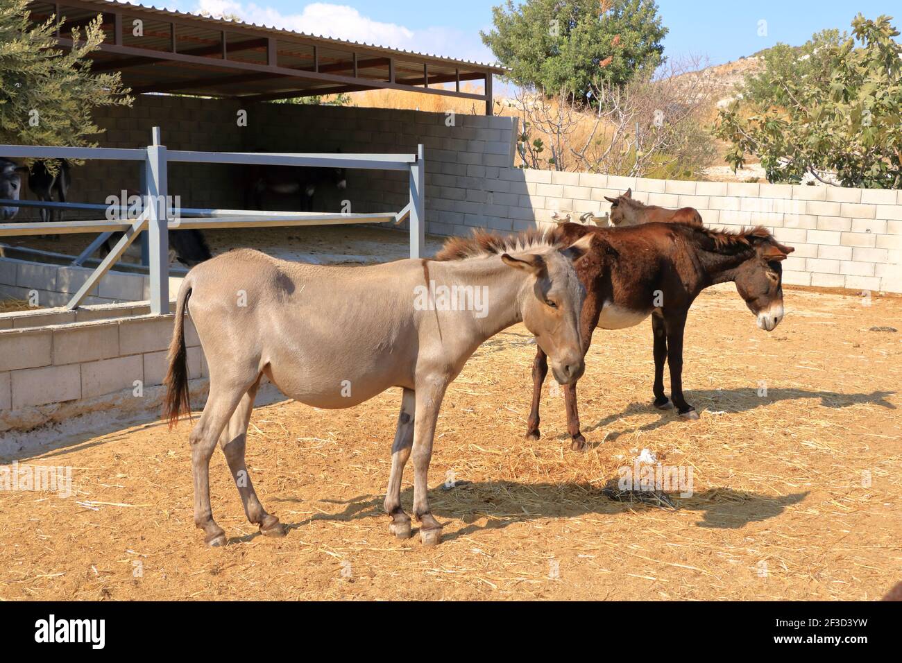 Donkeys on the donkey farm Stock Photo - Alamy