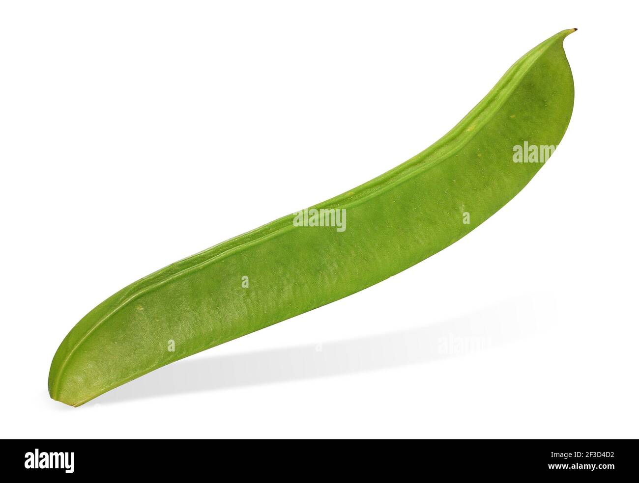 Jack Bean isolated on white background Stock Photo - Alamy