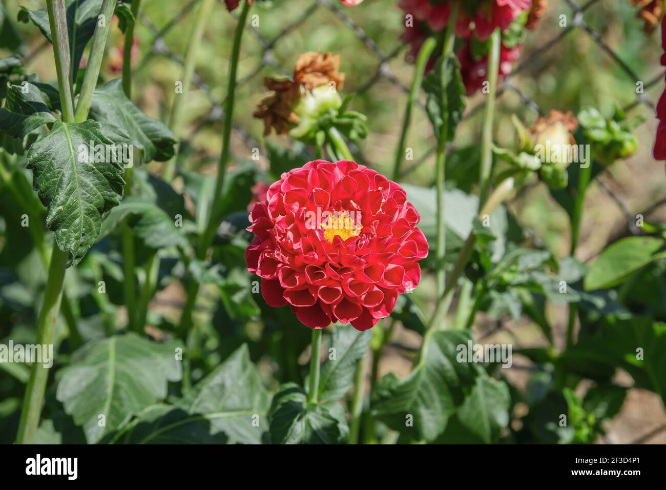 Red Pompom Flower High Resolution Stock Photography and Images - Alamy