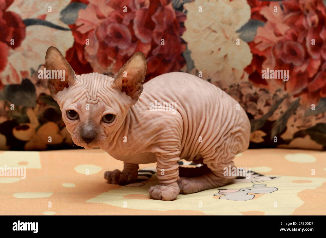 Cute little sphinx cat. Don Sphynx kitten on a black and white ...