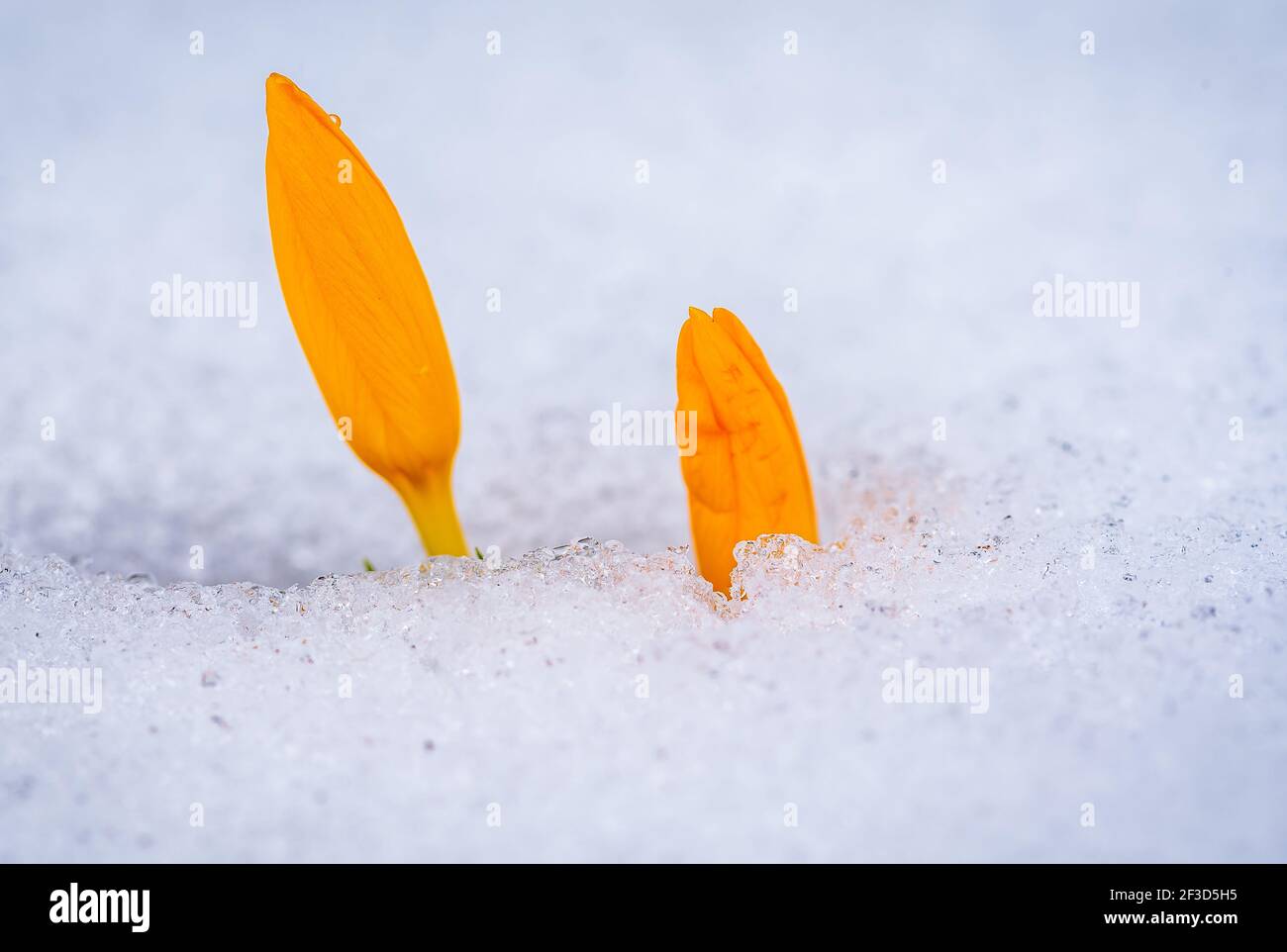 Yellow crocus flower piping in the snow, close-up photo of a crocus ...