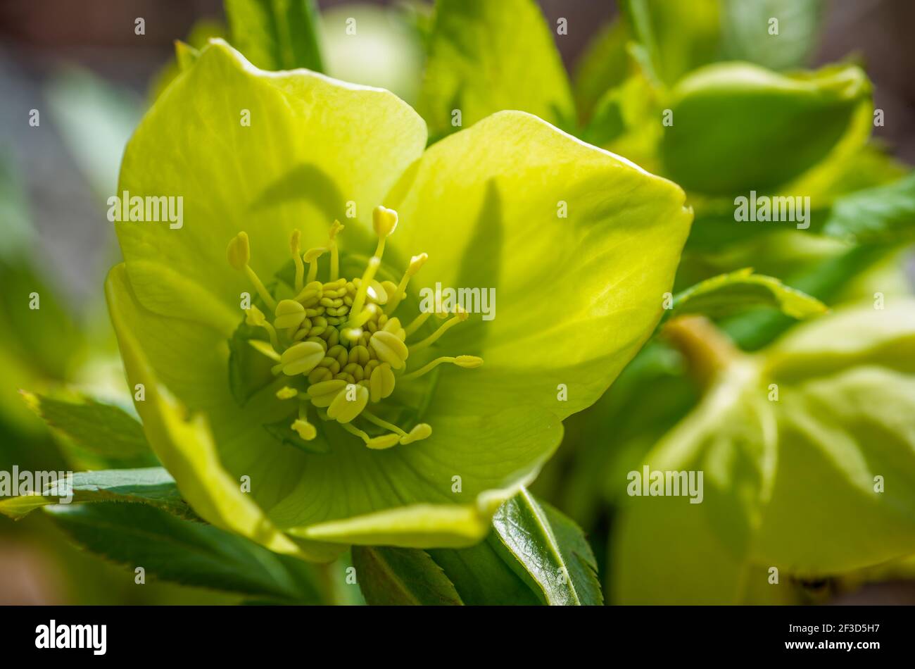 Eurasian Helleborus flowering plant, close-up photo of hellebores plant ...