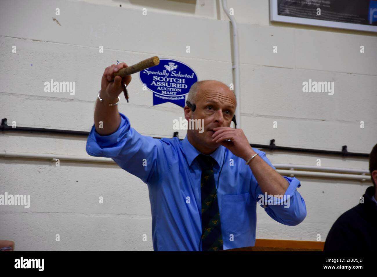 Dingwall & Highland Marts, Livestock auction Stock Photo - Alamy