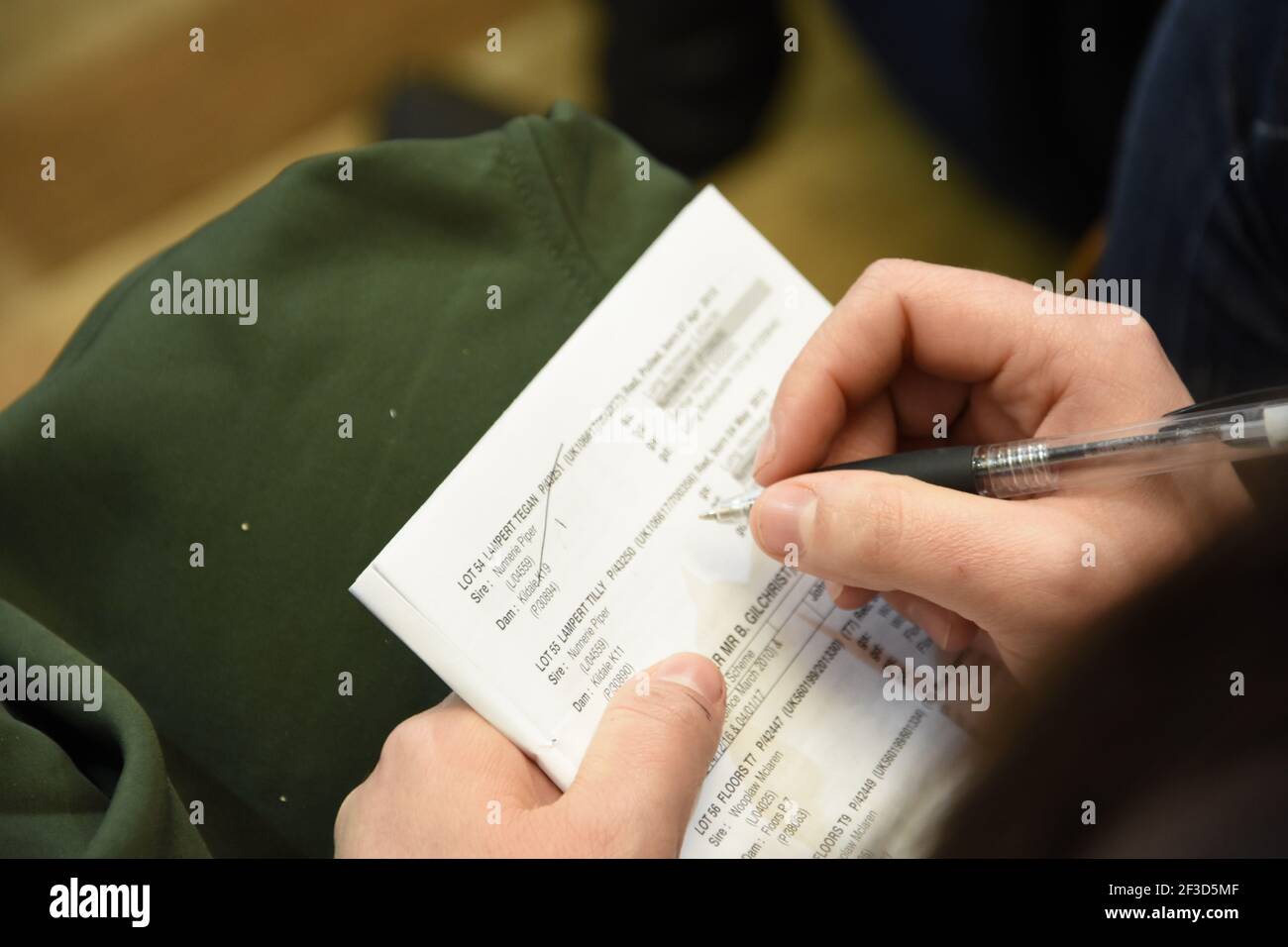 Dingwall & Highland Marts, Livestock auction Stock Photo - Alamy
