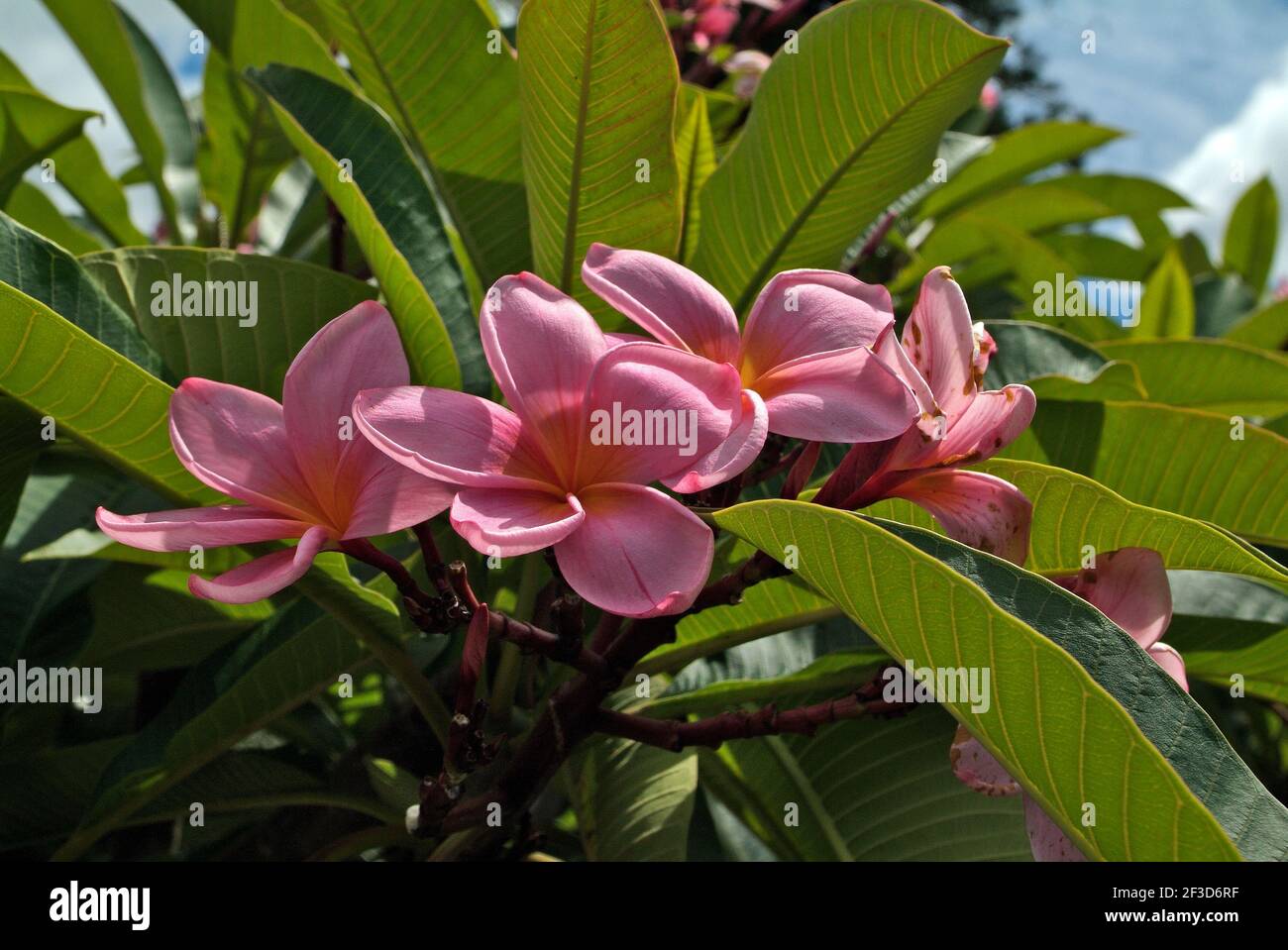Australia Frangipani Tree High Resolution Stock Photography and Images ...