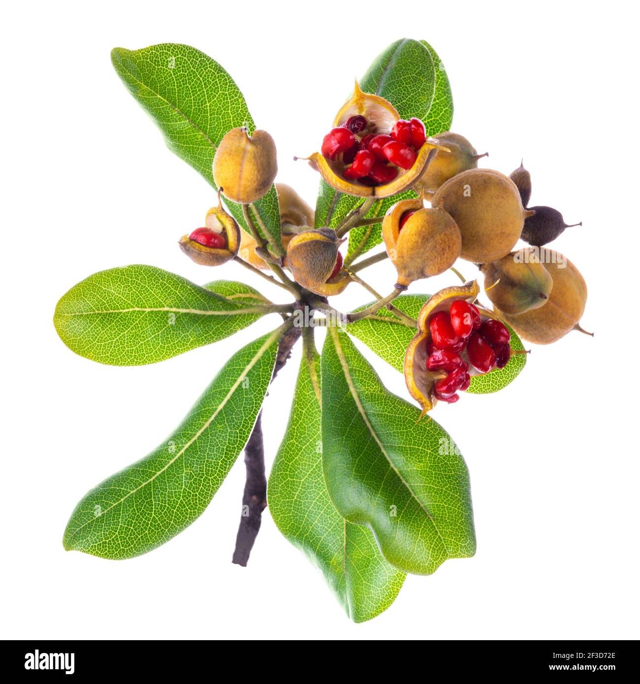 beautiful Japanese seeds on twig is isolated on white background, close ...