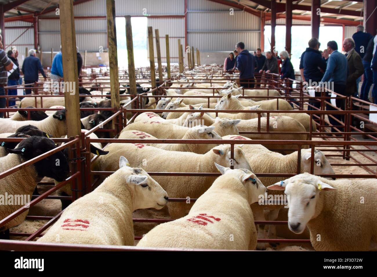 Logie Durno on farm sale, Insch Aberdeenshire Stock Photo - Alamy