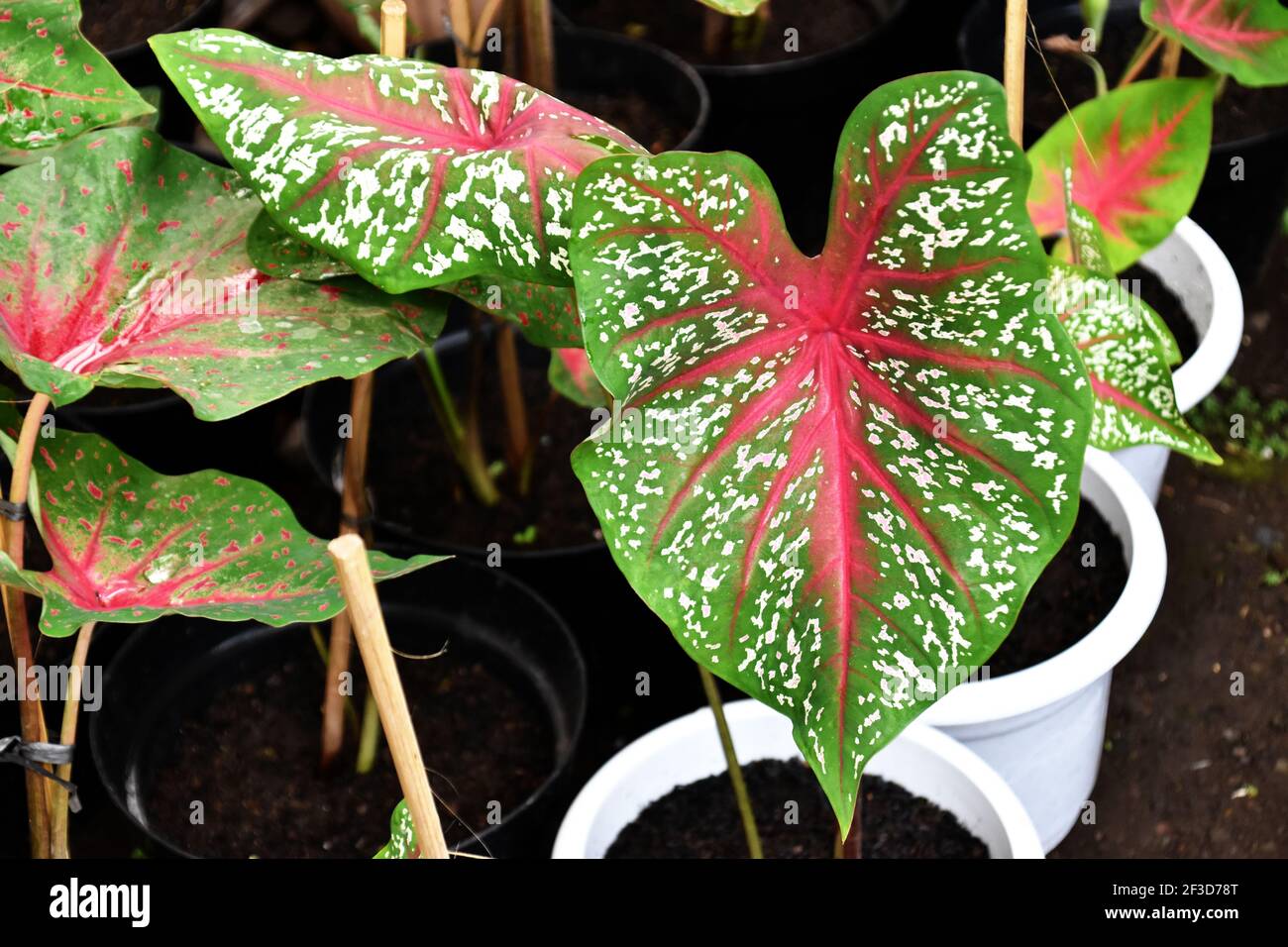 Vibrant green caladium leaves adorned with delicate white spots and striking red veins Stock ...