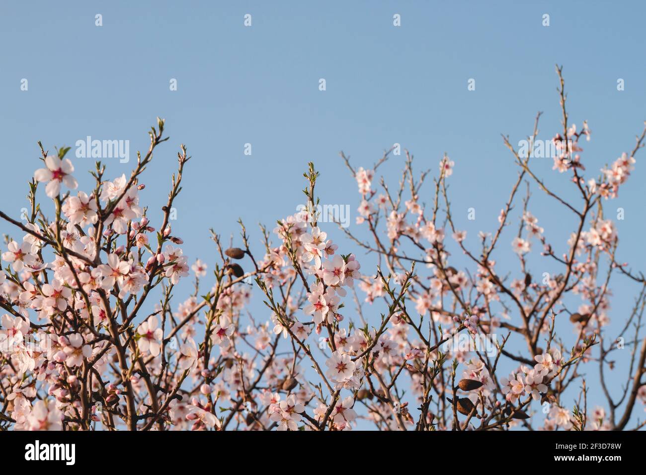 Spring blooming pink almond hi-res stock photography and images - Alamy