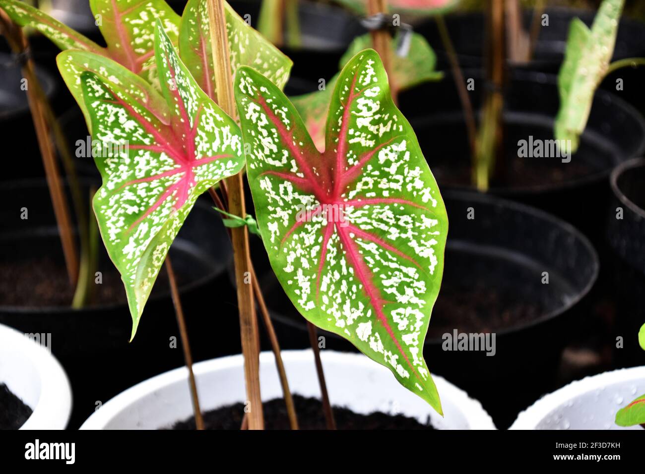 Vibrant green caladium leaves adorned with delicate white spots and striking red veins Stock ...