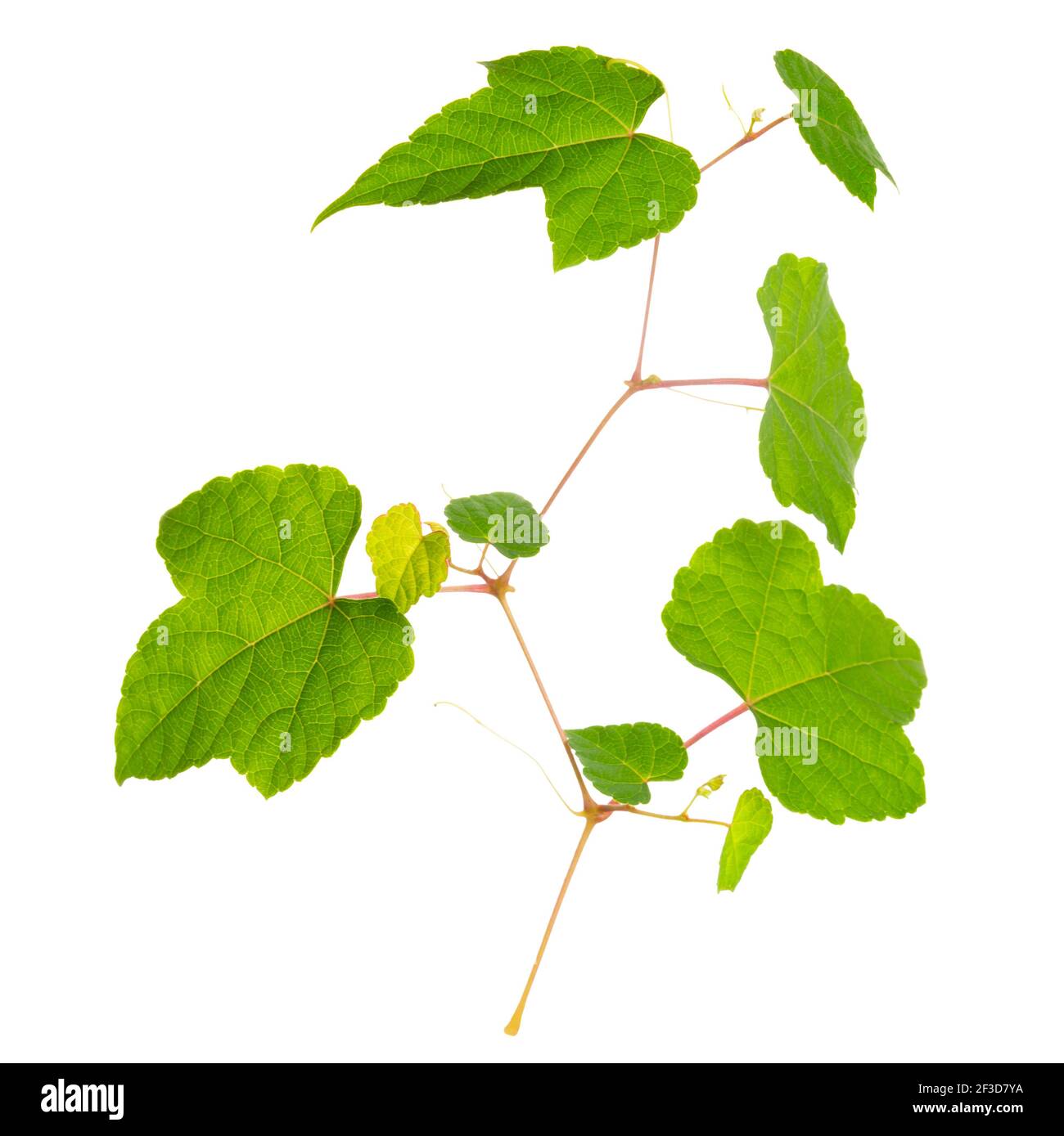fresh green leaves twig isolated on white background, floral design ...