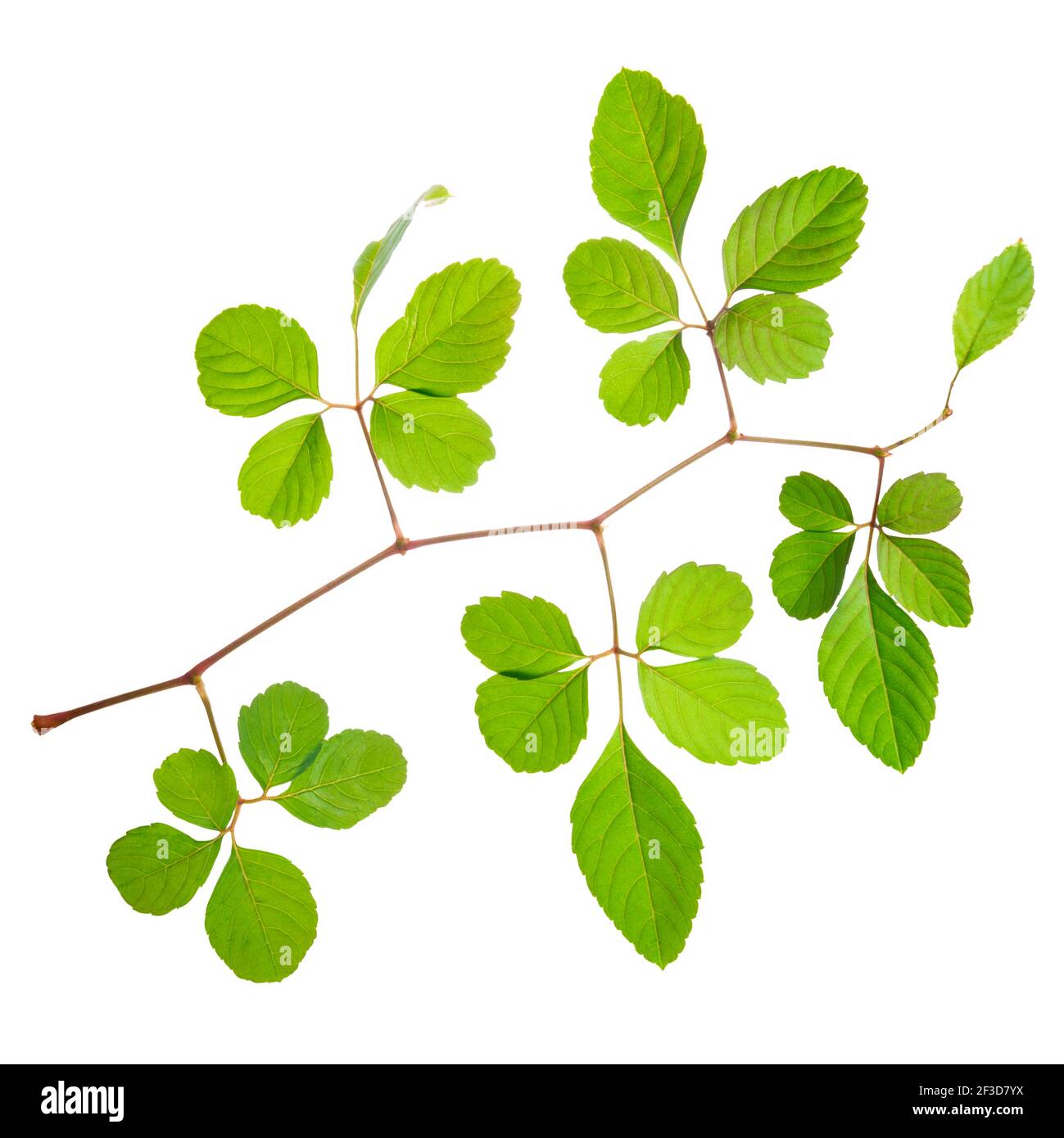 fresh green leaves twig isolated on white background, floral design ...