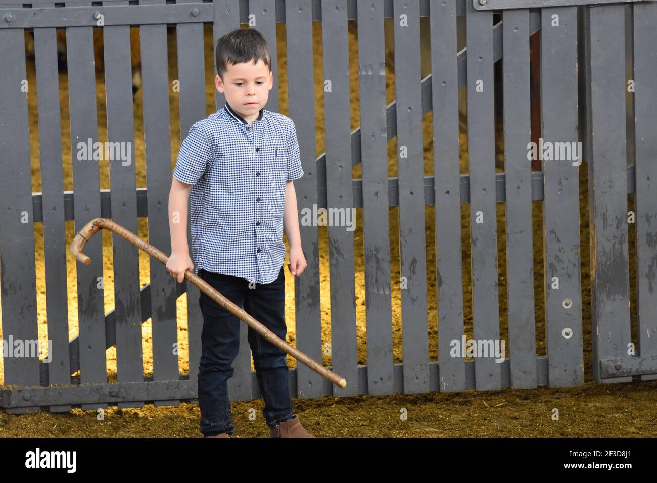 Scoth Mule ewe lambs being sold at Wallets Marts, Castle Douglas ...