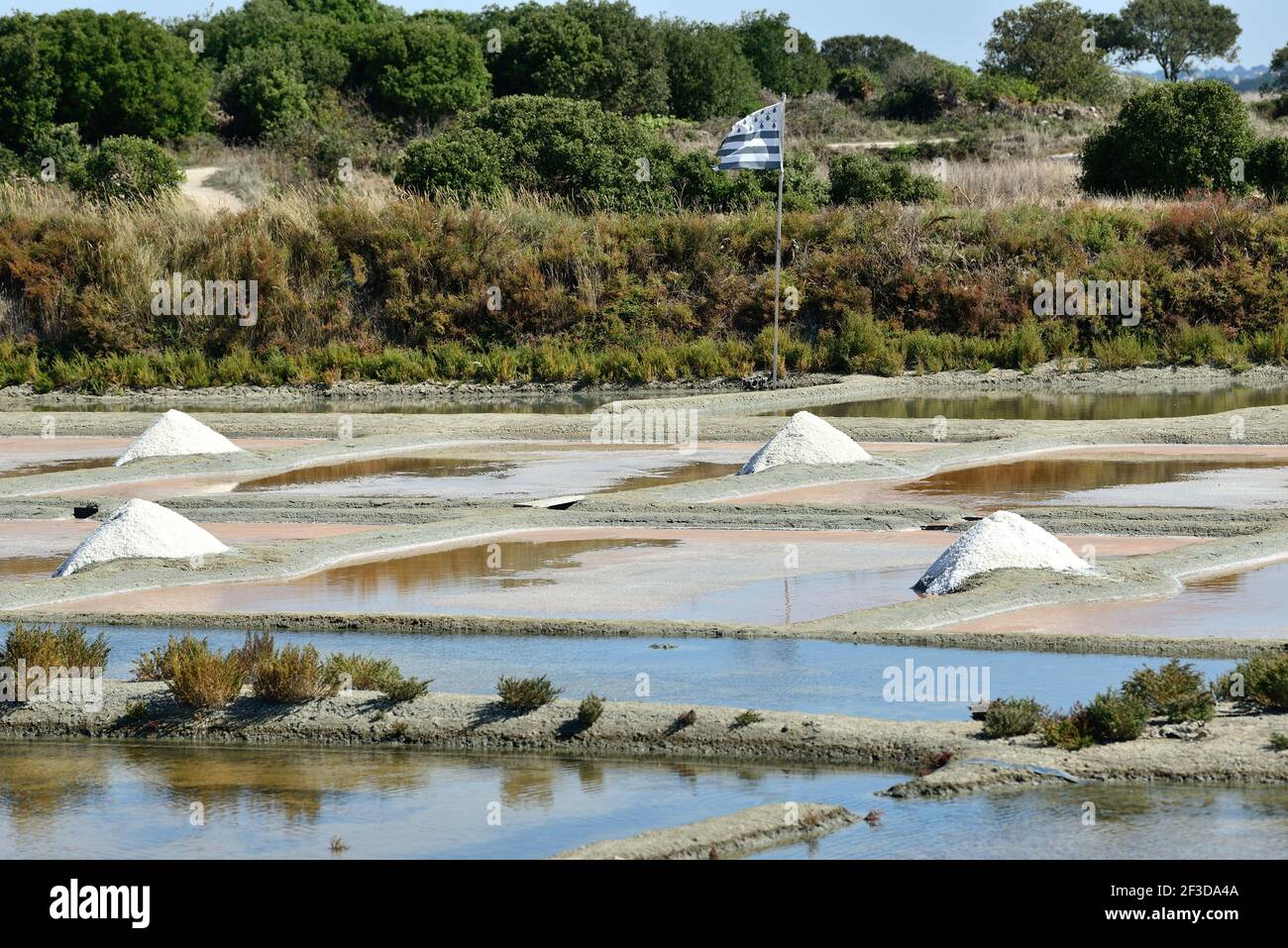 Batz-sur-Mer (north-western France): salt marshes with piles of salt ...
