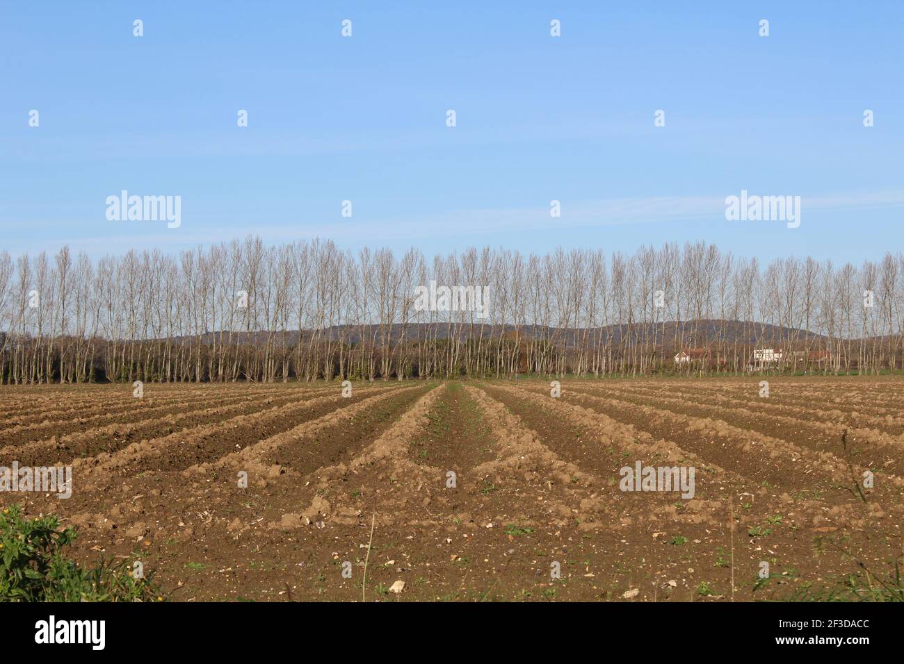 Row of Poplar trees behind a ploughed farmer's field. Hills of the ...