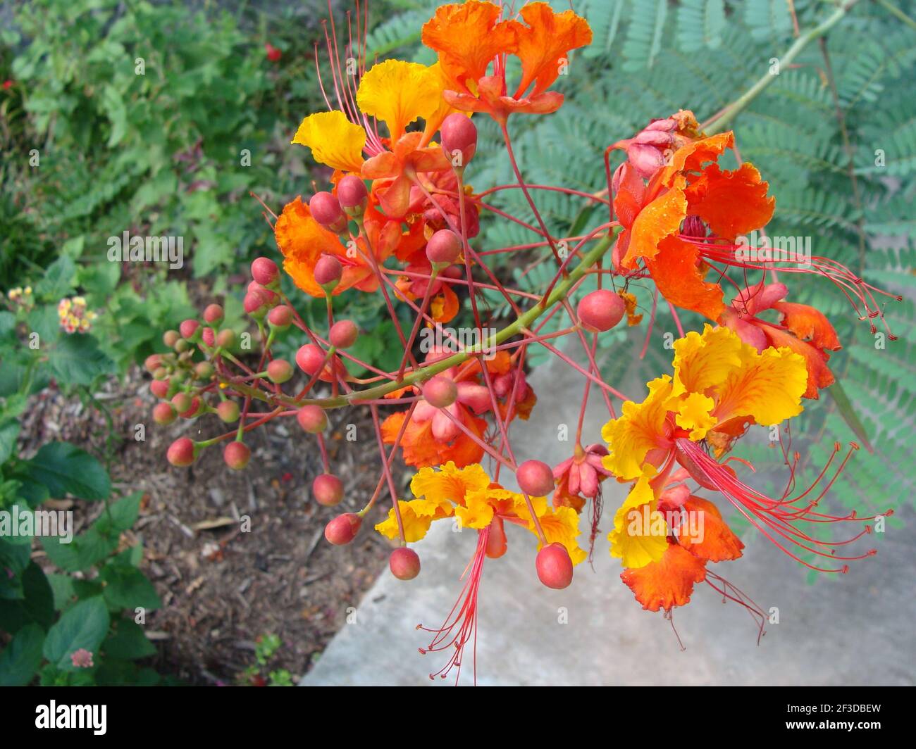 Beautiful Pride of Barbados Blooms Stock Photo - Alamy