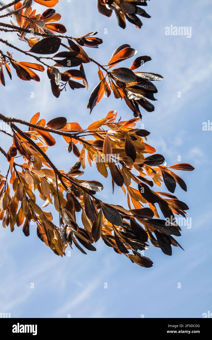 Scorched environment hi-res stock photography and images - Alamy