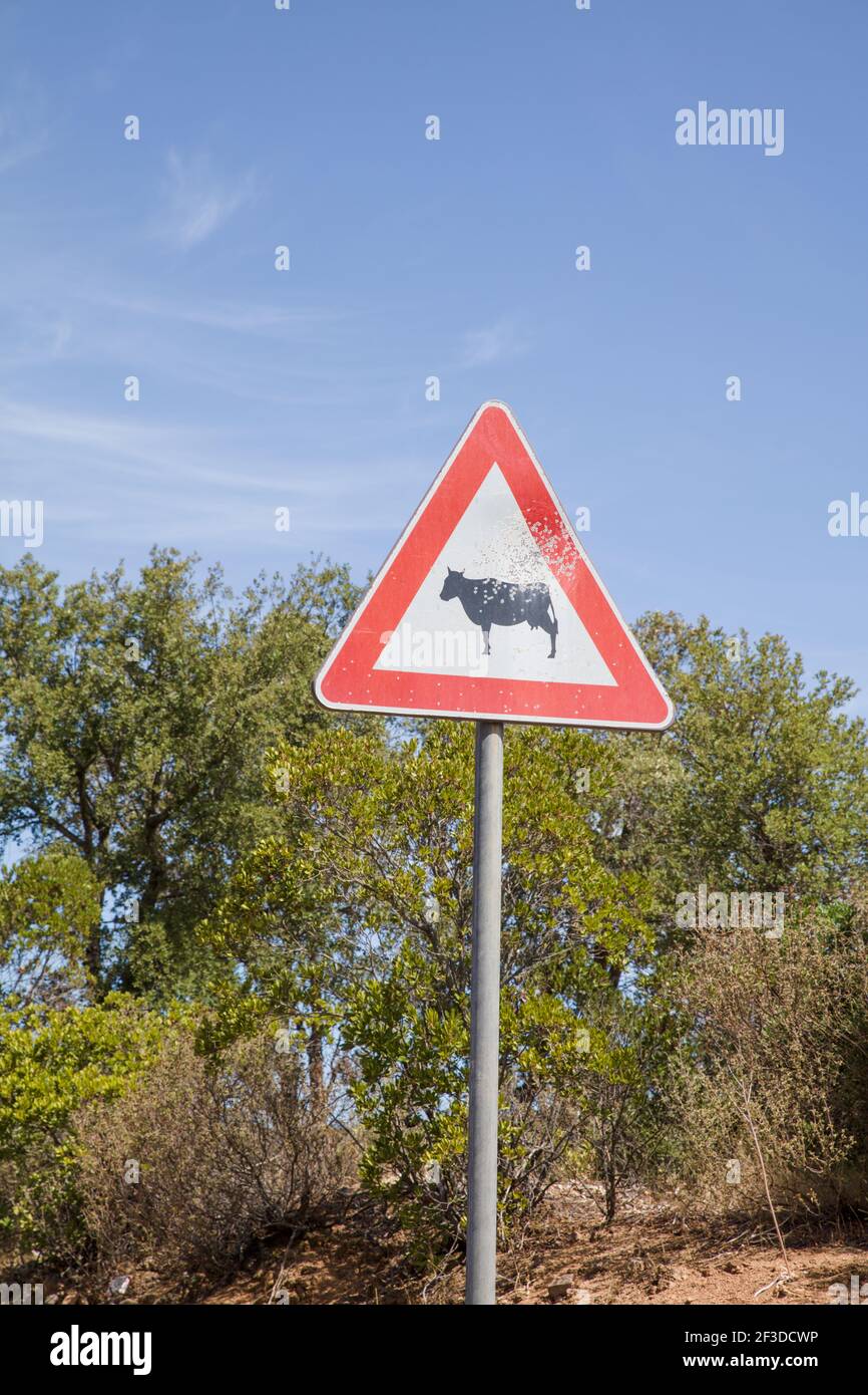Cattle warning caution road sign Stock Photo - Alamy