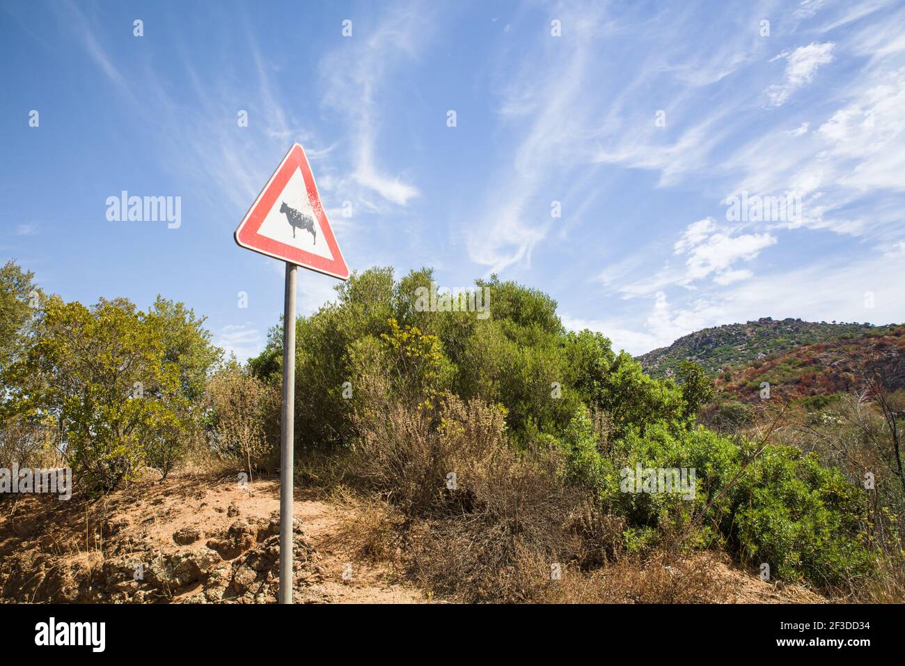 Cattle warning caution road sign Stock Photo - Alamy
