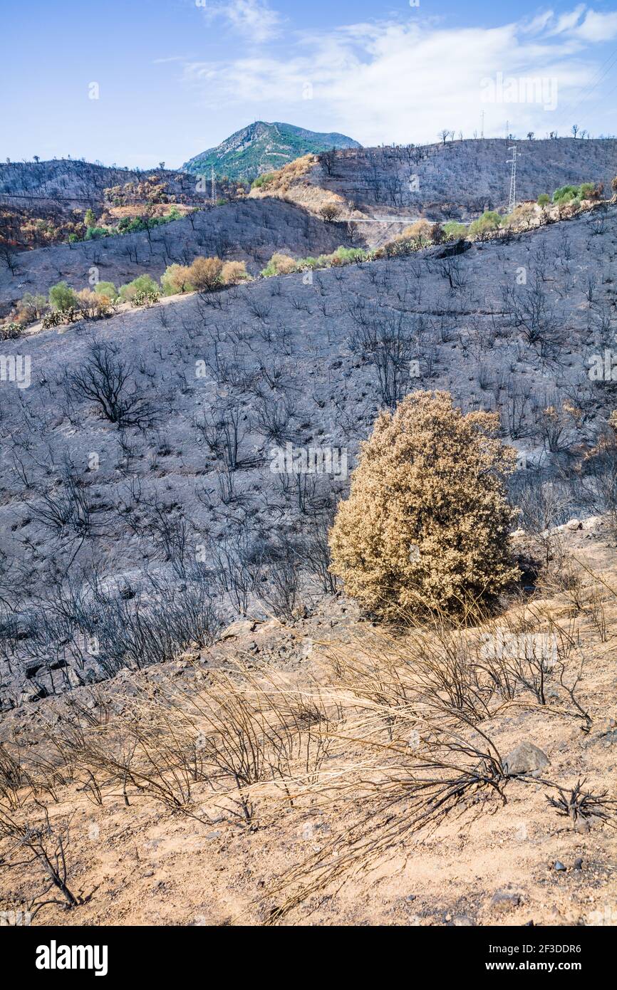Fire Damage of forest and agricultural landscape Stock Photo - Alamy