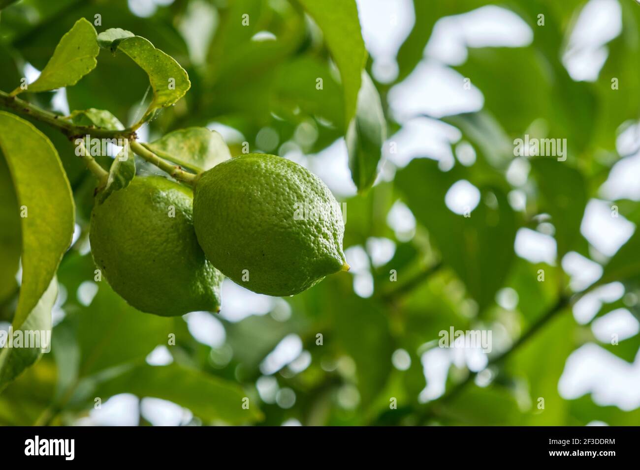 Lime production hi-res stock photography and images - Alamy