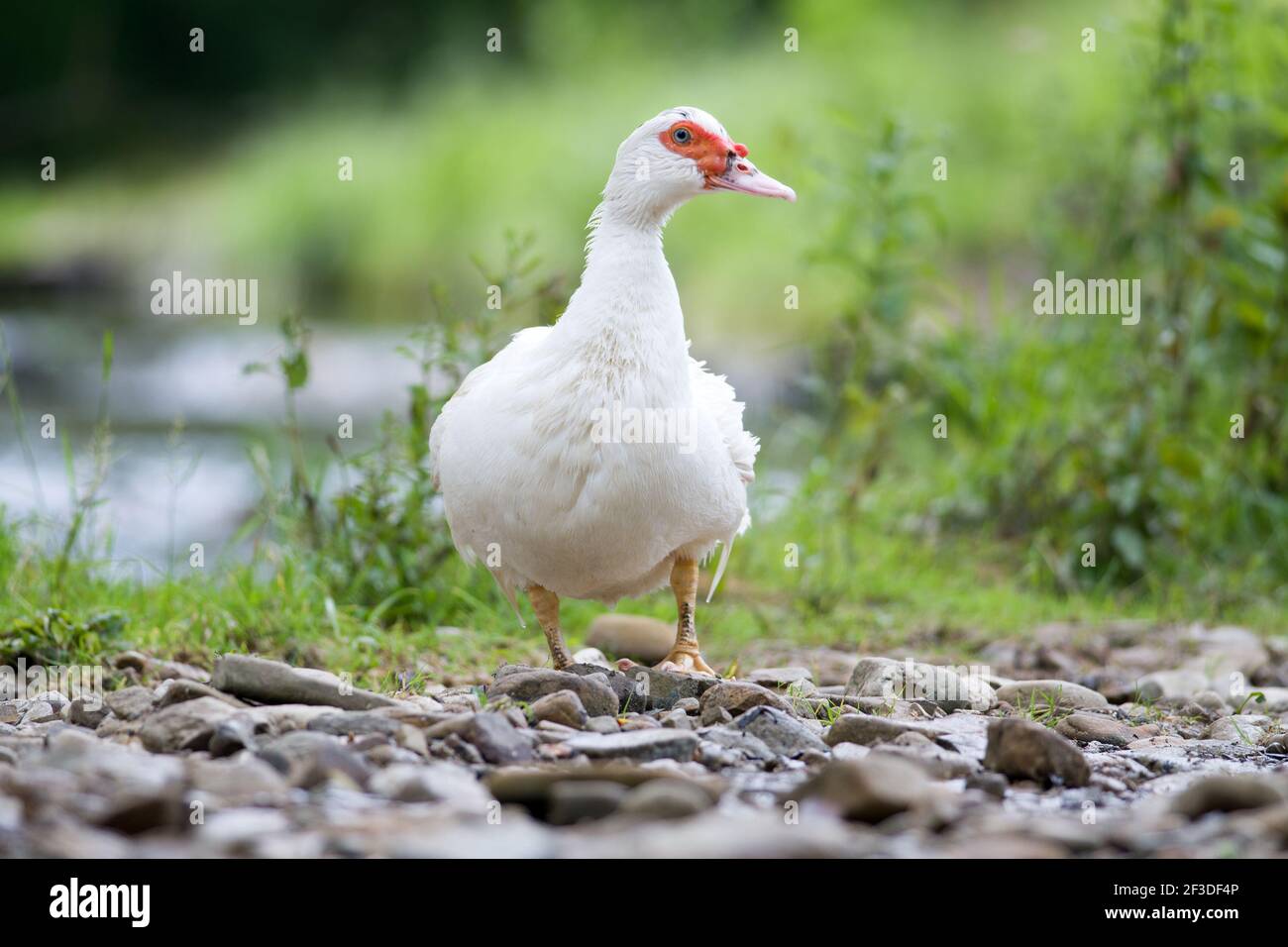 View of white Muscovy Duck. Local home farming Stock Photo - Alamy