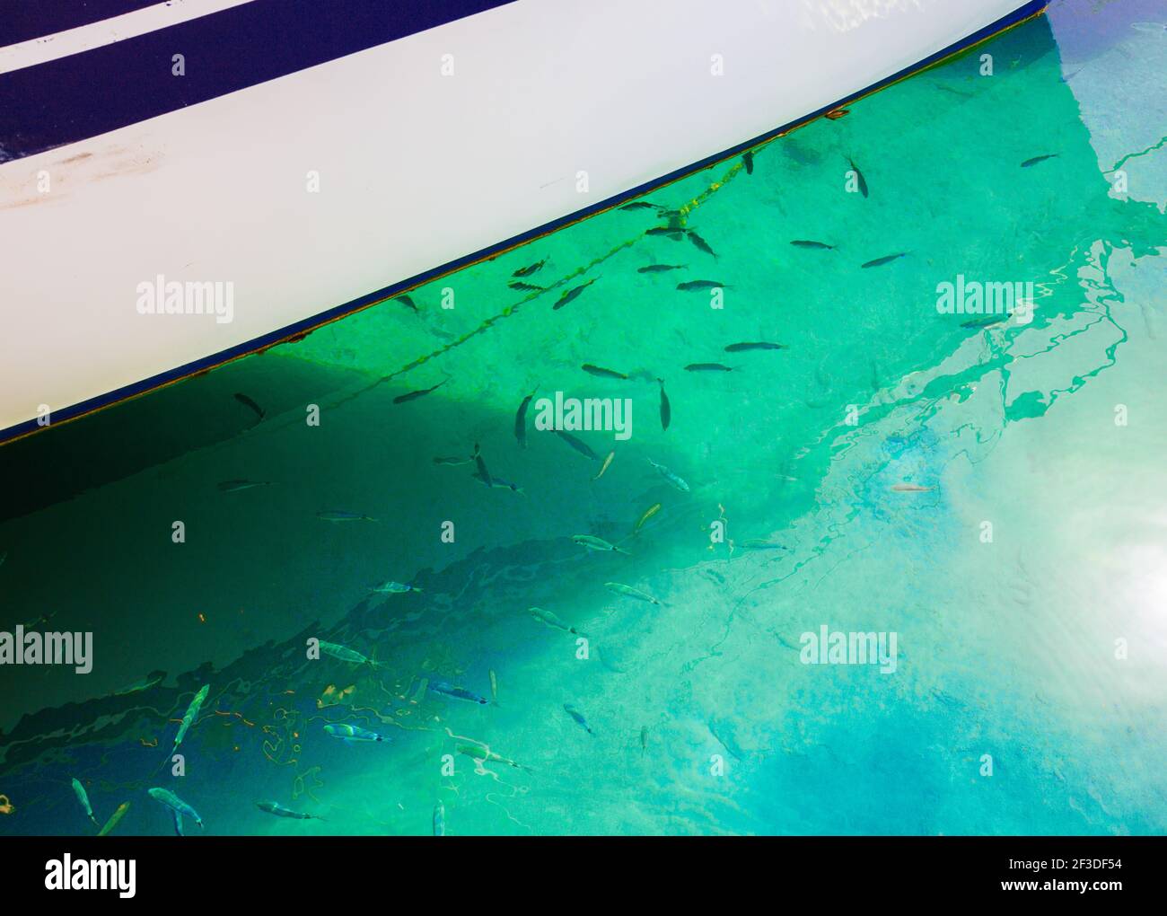 Small fish swimming in sea of marina Stock Photo - Alamy