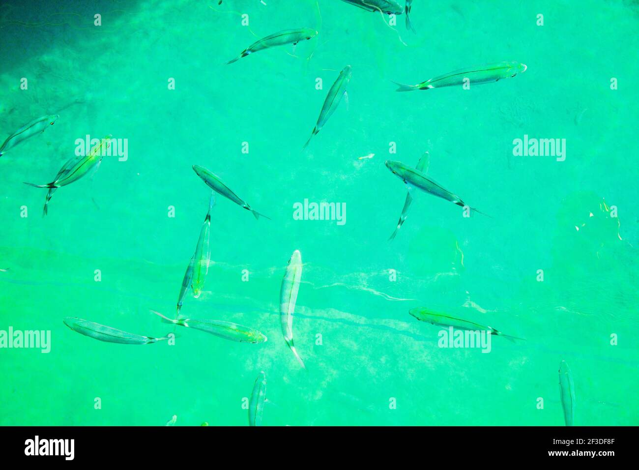 Transparent small fish High Resolution Stock Photography and Images - Alamy