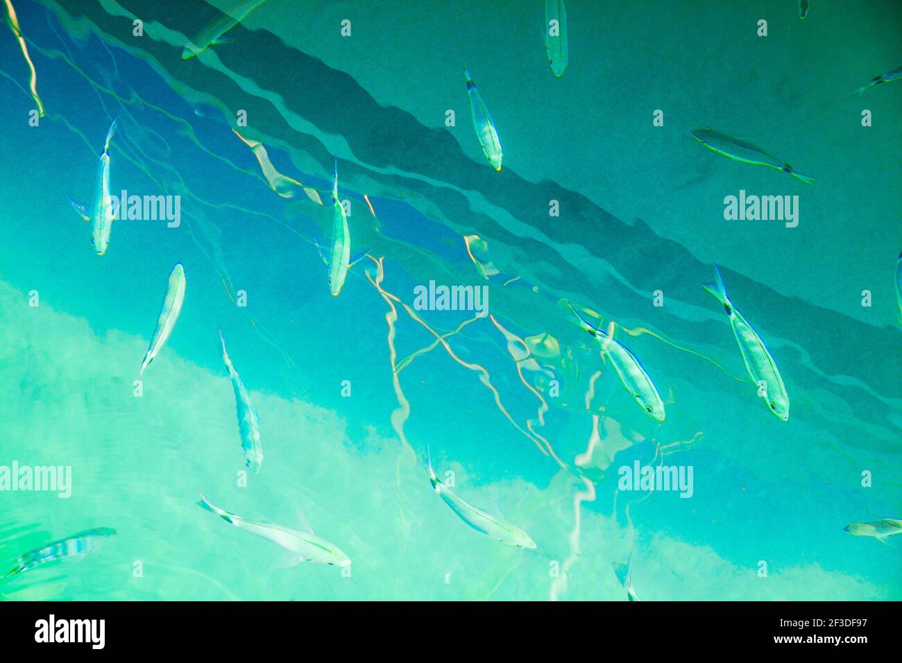 Small fish swimming in sea of marina Stock Photo - Alamy