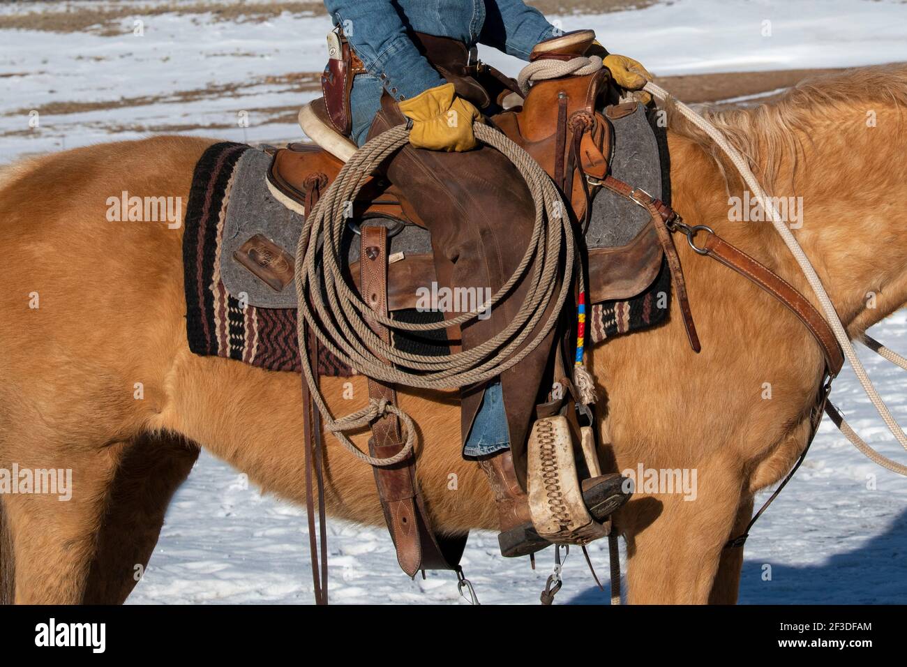 USA, Colorado, Westcliffe, Music Meadows Ranch. Female ranch hand in ...