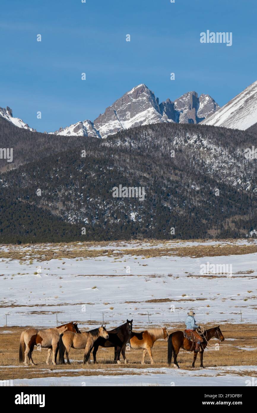 USA, Colorado, Custer County, Westcliffe, Music Meadows Ranch. Female ...