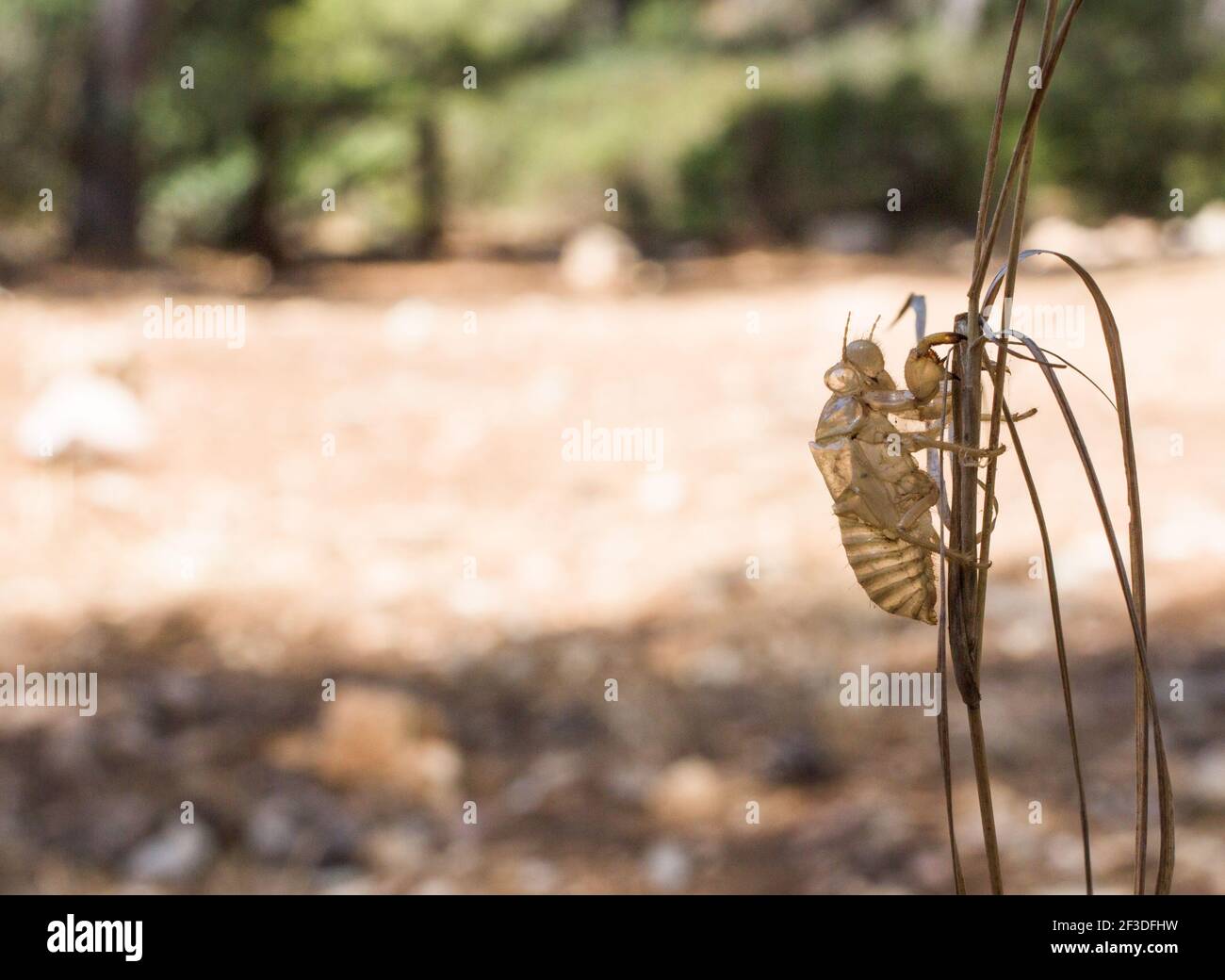 Cicada nymph hi-res stock photography and images - Alamy