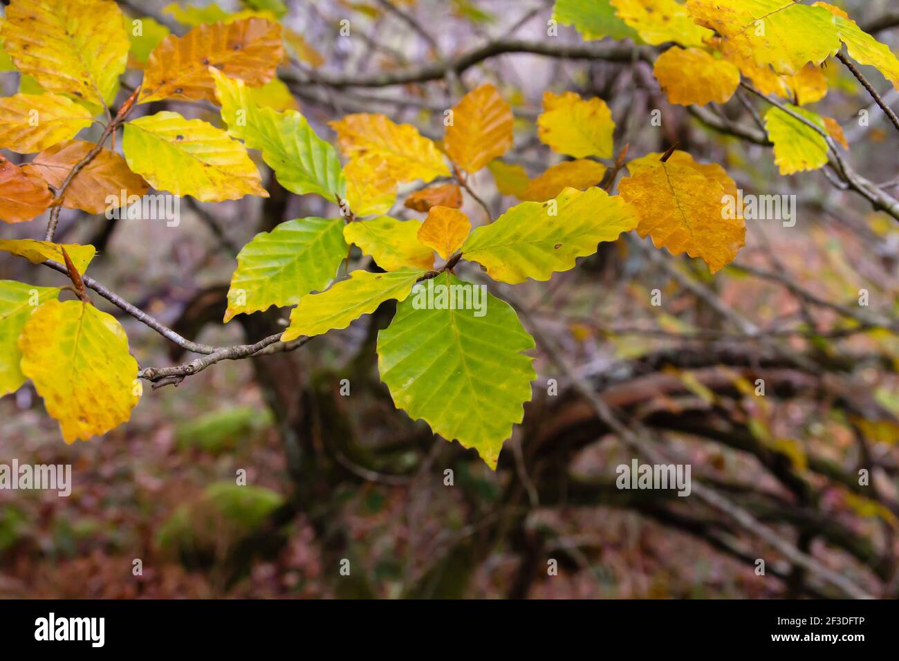 Detail of fagus sylvatica autumnal colorful foliage Stock Photo - Alamy