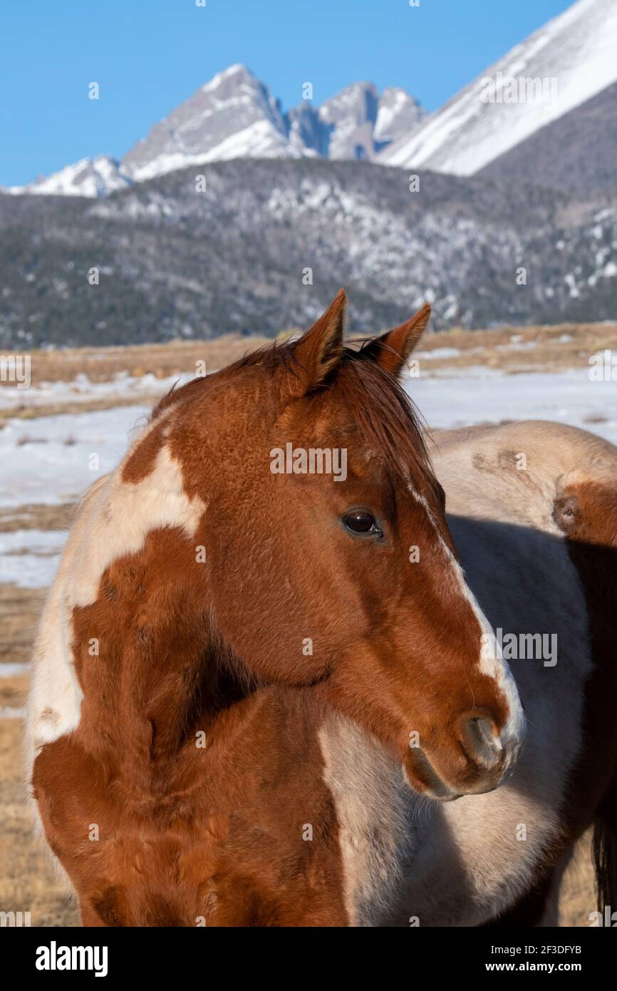 American paint quarter horse hi-res stock photography and images - Alamy